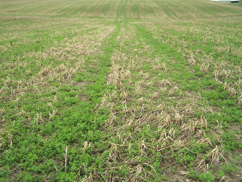 New Seeding Alfalfa w/oats – PlantDOC