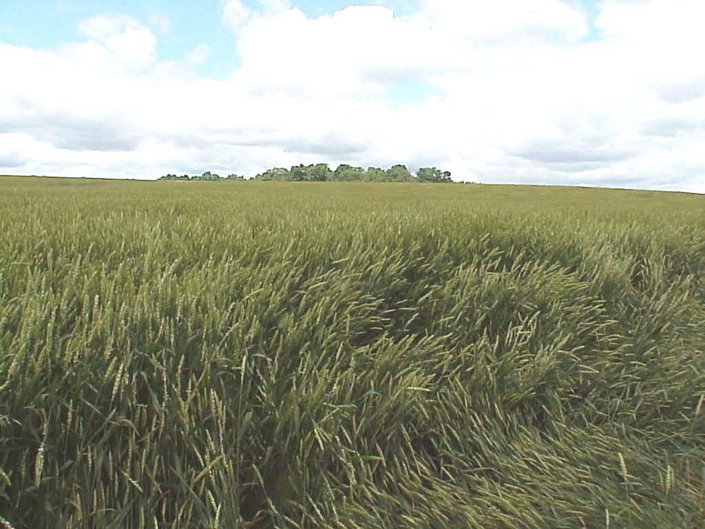 Conservation Tillage System, Zone-Till, French Creek Farms, Manitowoc ...