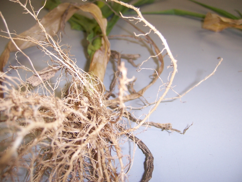 Corn Nematode Damage?? – PlantDOC