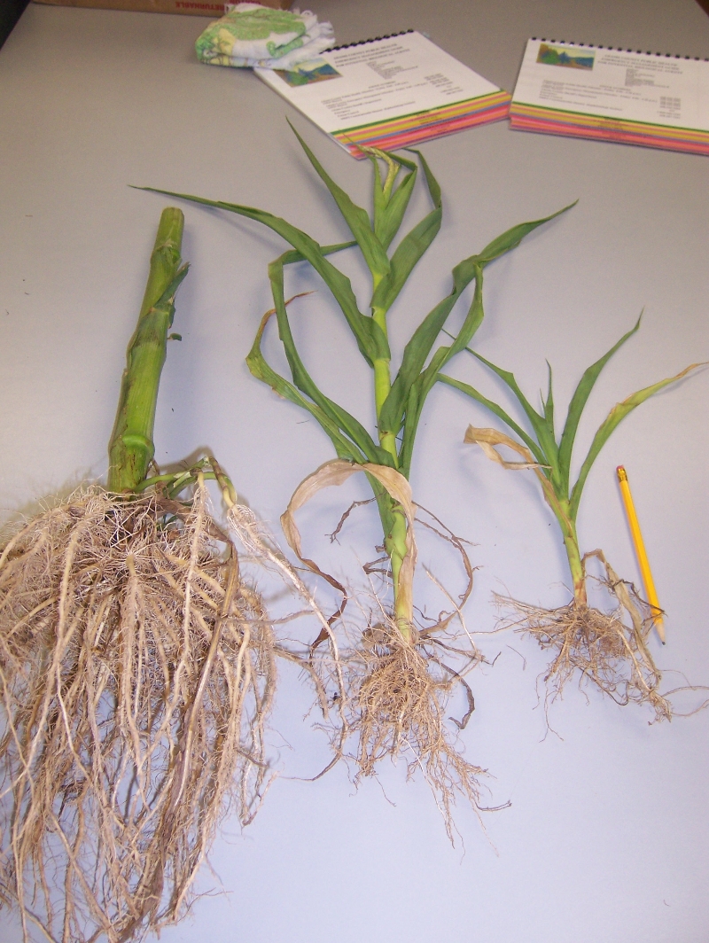 Corn Nematode Damage?? – PlantDOC