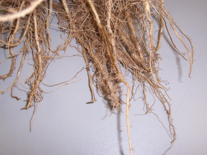 Corn Nematode Damage?? – PlantDOC