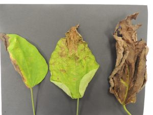Catalpa Disease? – PlantDOC