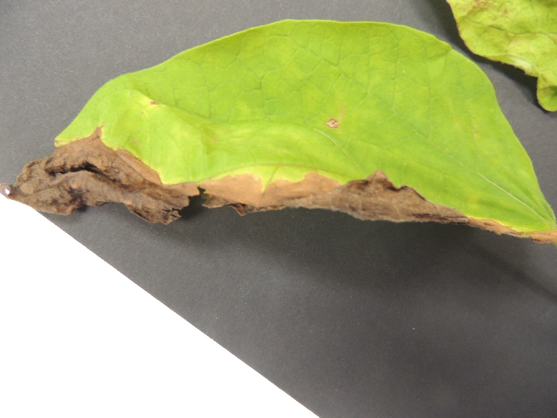Catalpa Disease? – PlantDOC