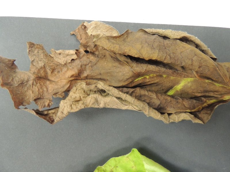 Catalpa Disease? – PlantDOC