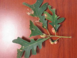 Oak leaf disease – PlantDOC