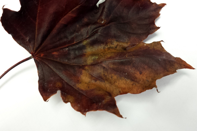 Leaf Death Red Maple – PlantDOC