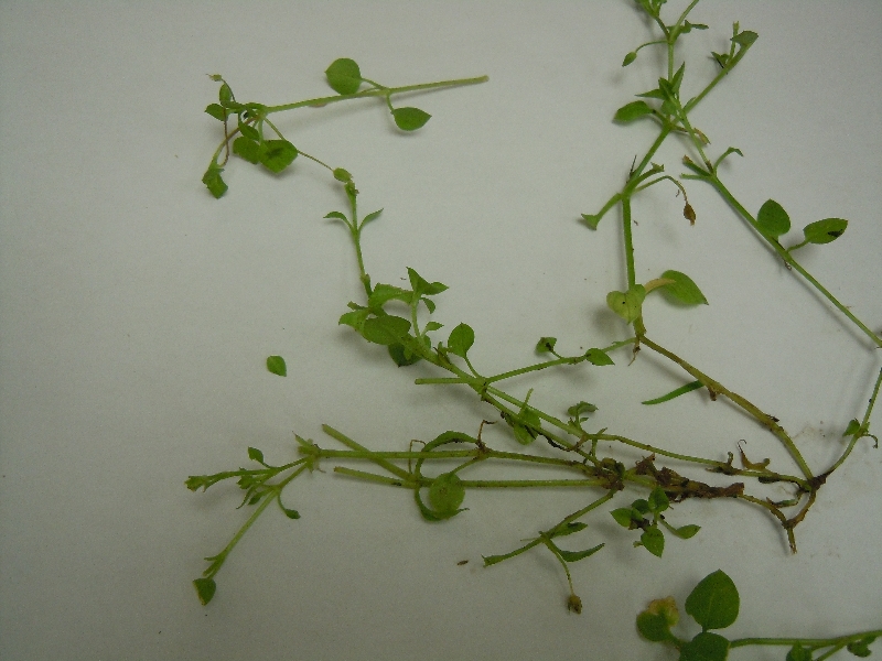 Weed Identification – PlantDOC