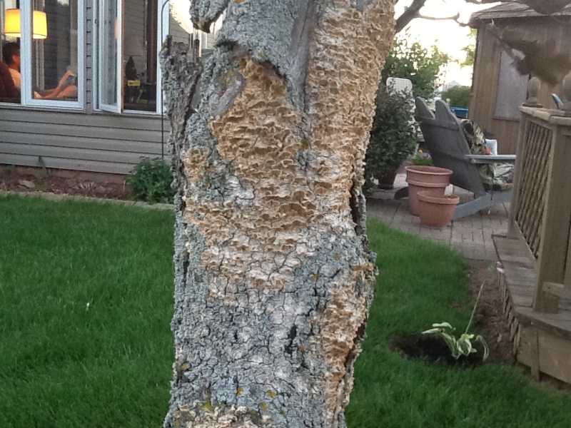 Red Maple Issues PlantDOC