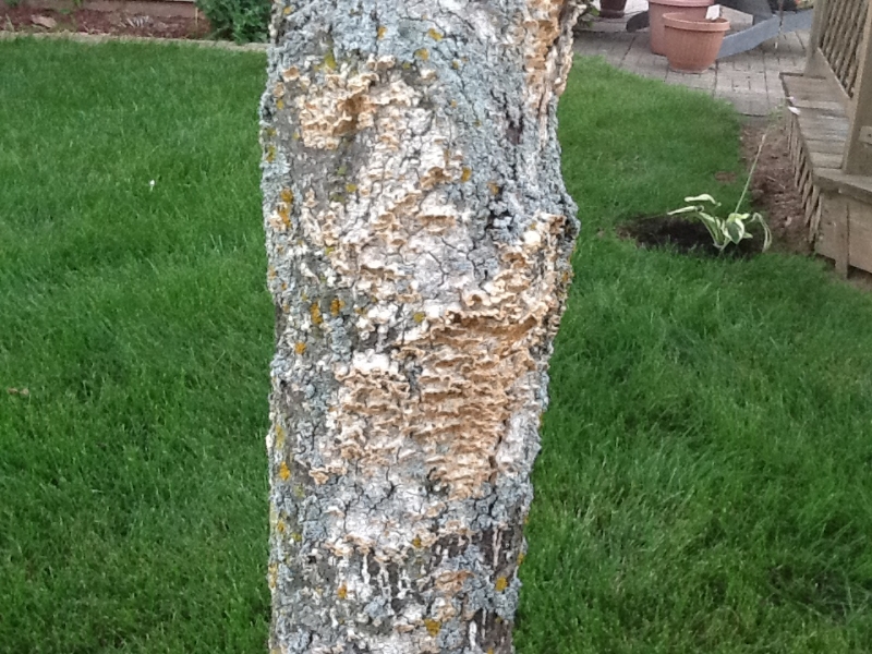 Red Maple Issues