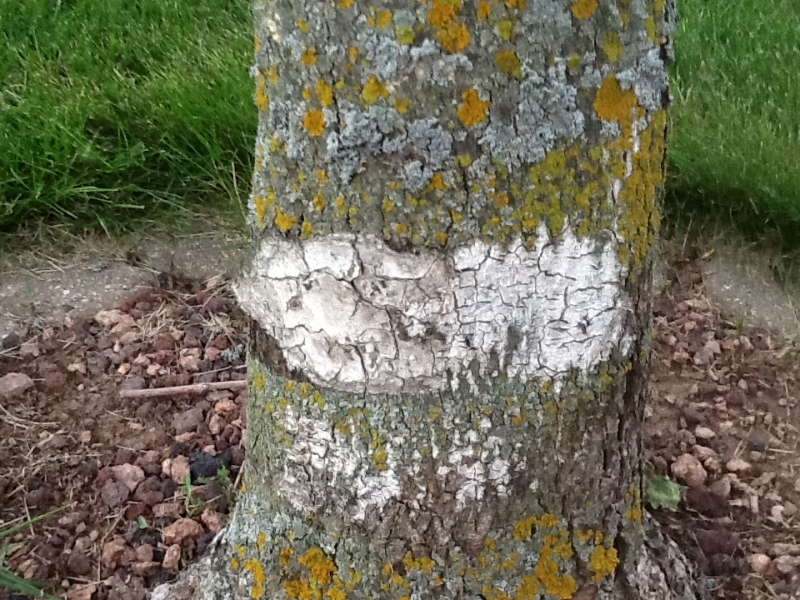 Red Maple Issues PlantDOC