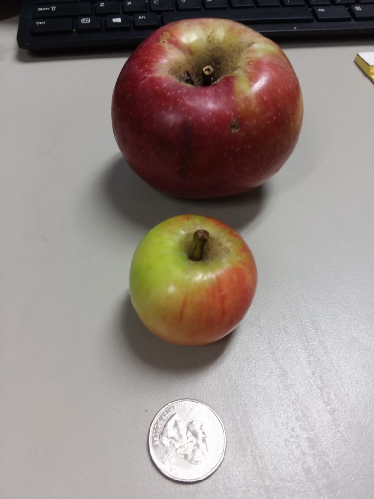 Tiny Apples – PlantDOC