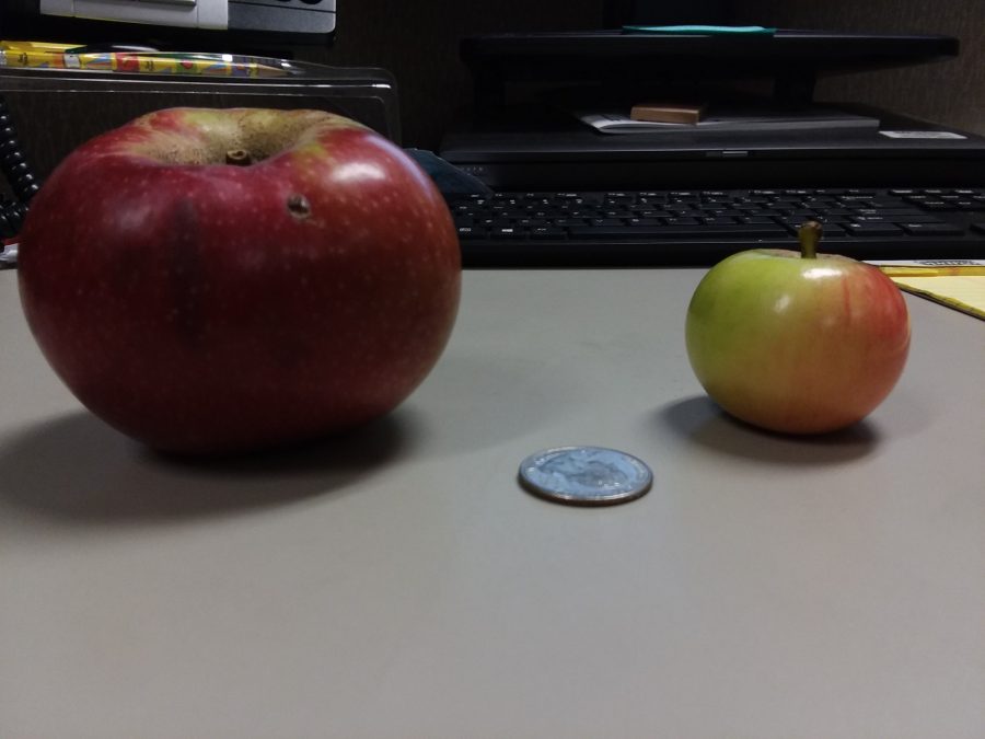 Tiny Apples – PlantDOC