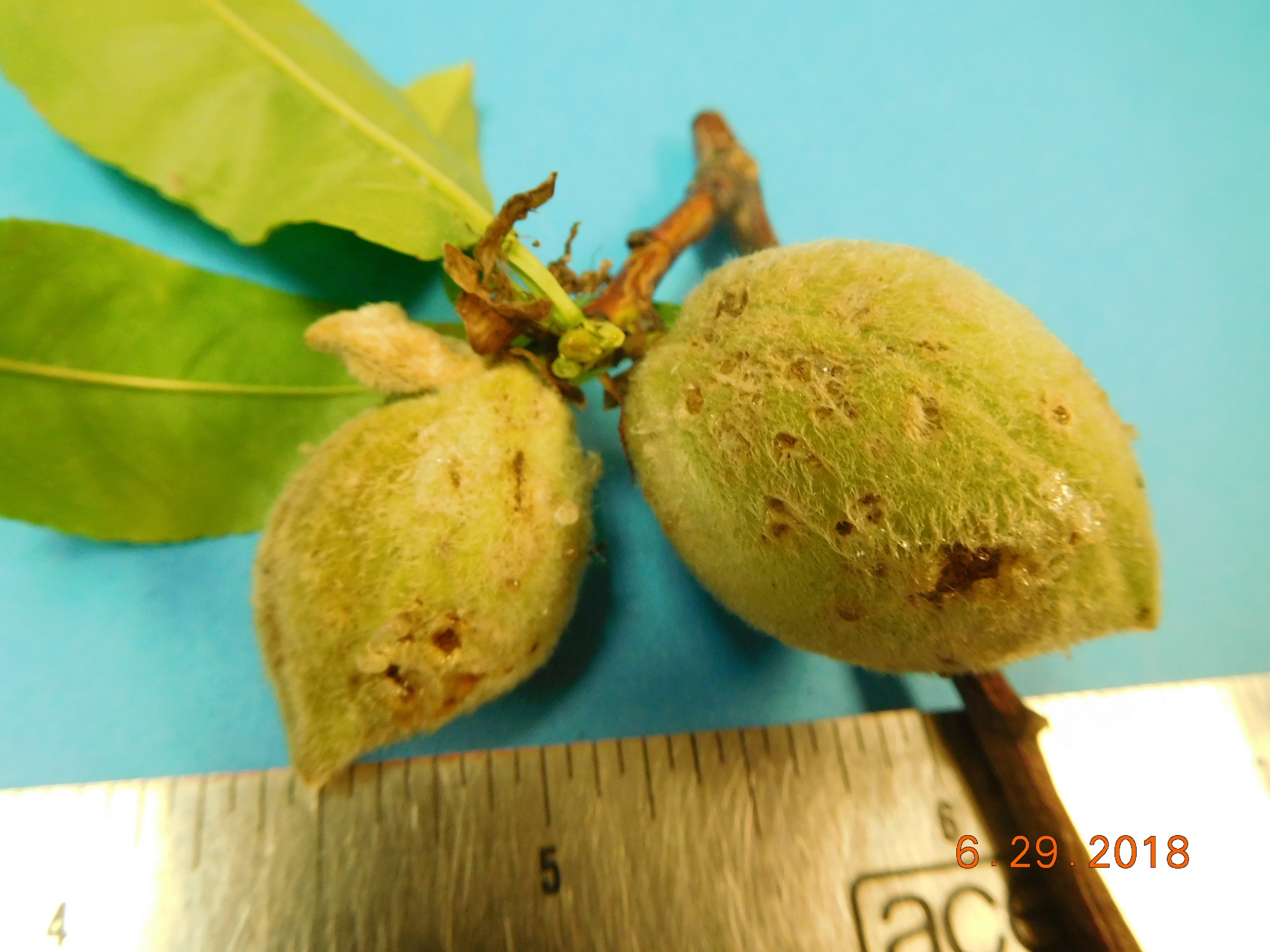 Peach fruit damage – PlantDOC