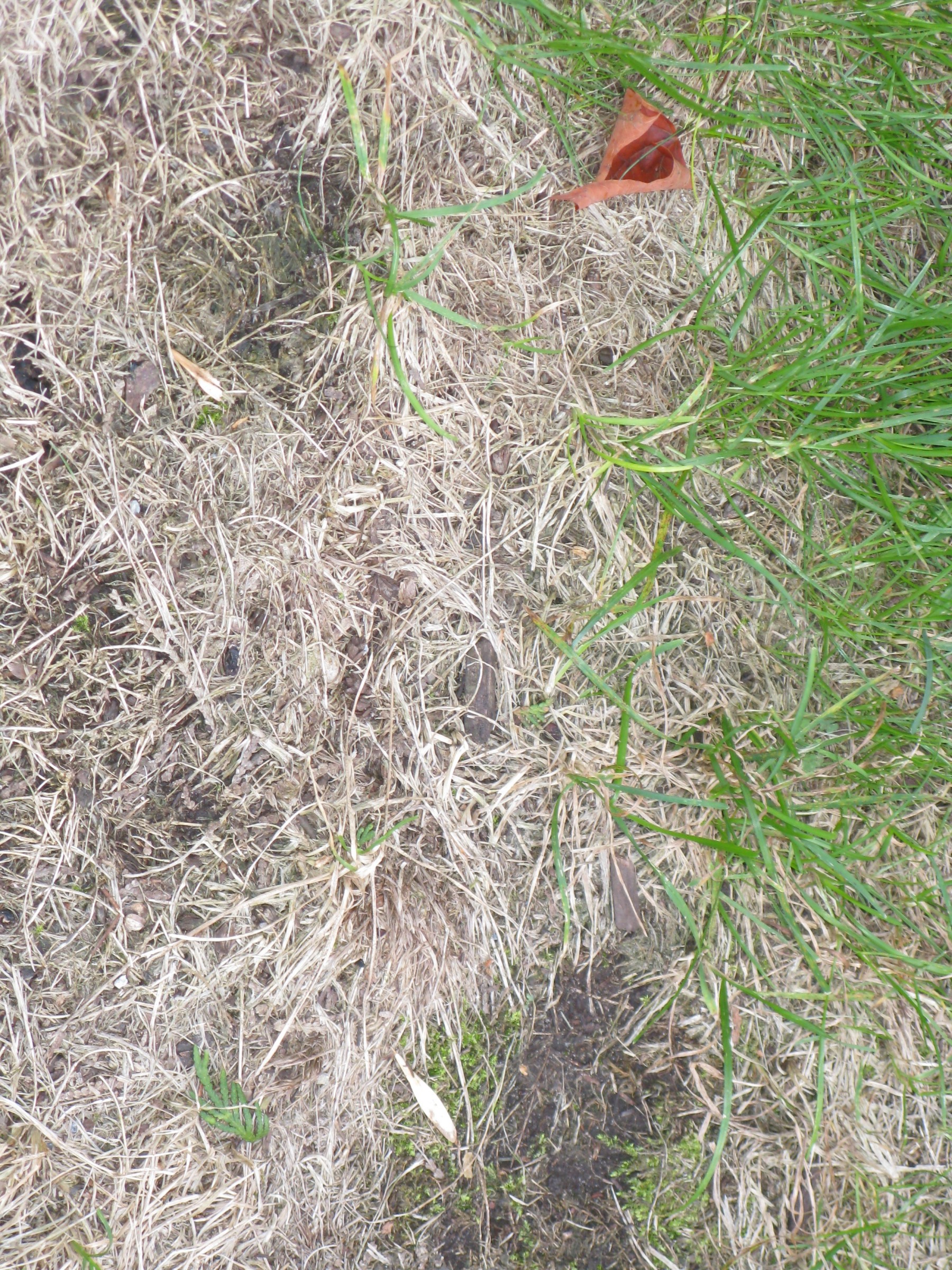 Patches Of Dead Grass Plantdoc