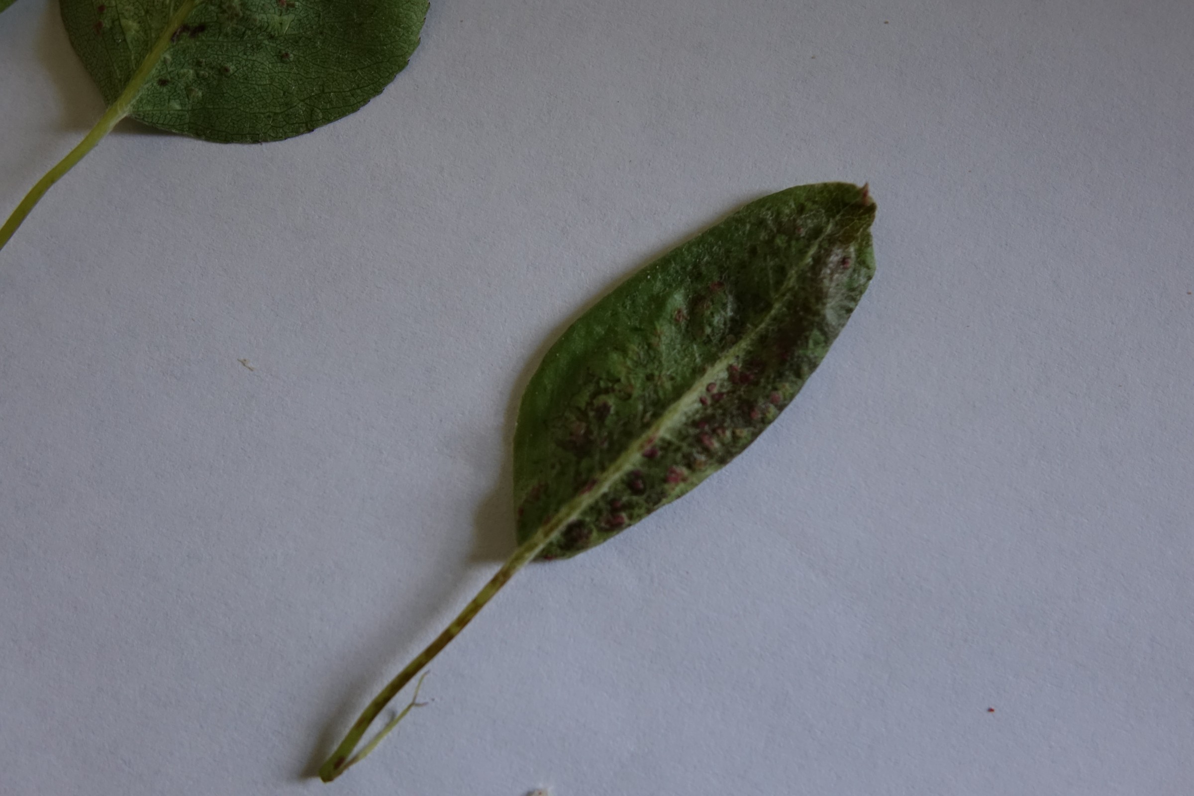 Pear tree with possible mites – PlantDOC