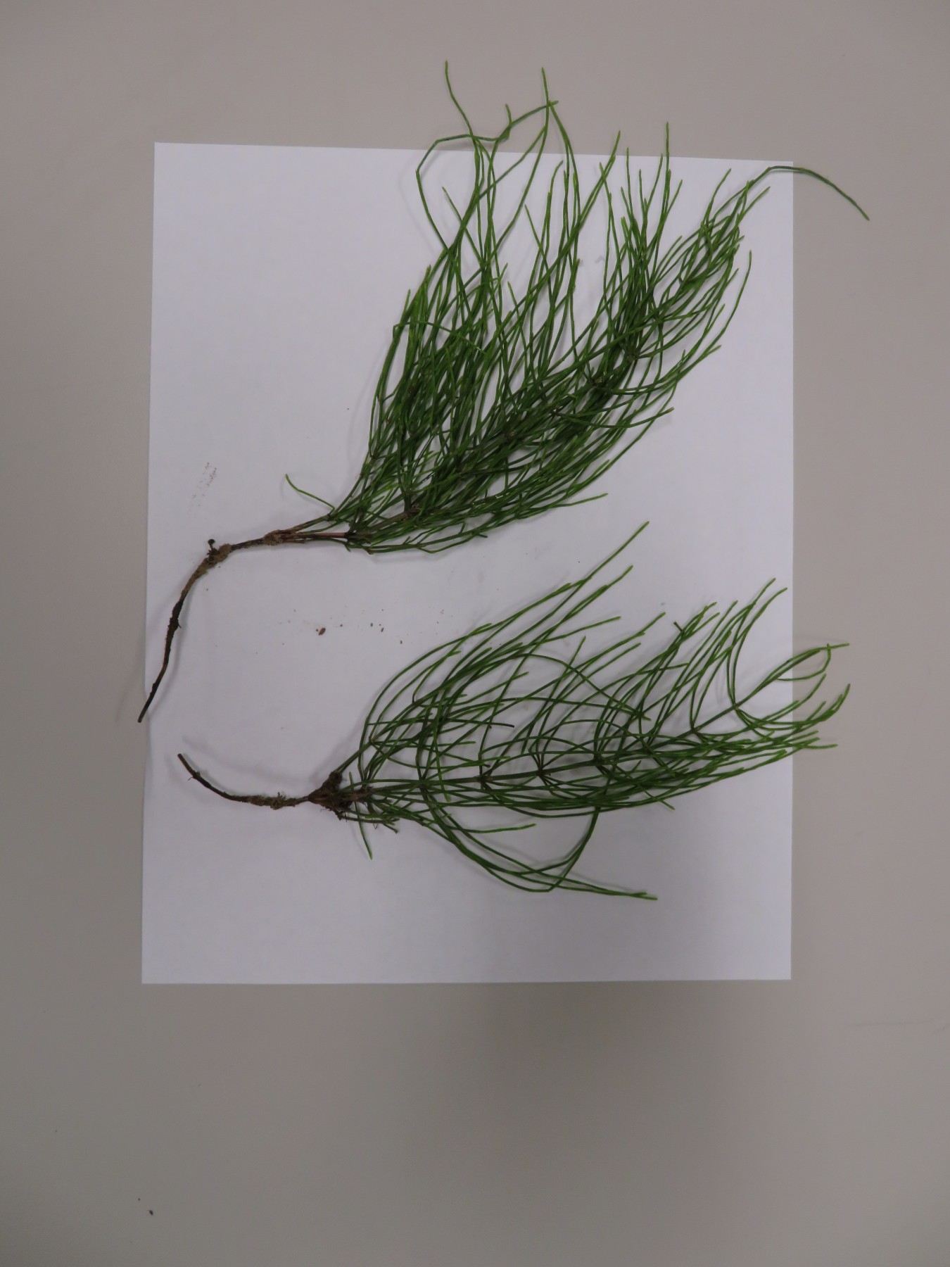 Weed identification – PlantDOC