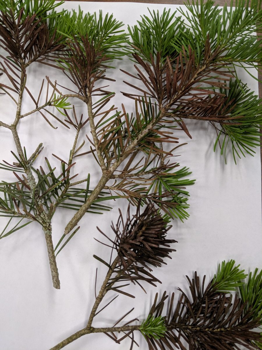 Spruce Tree Browning – PlantDOC