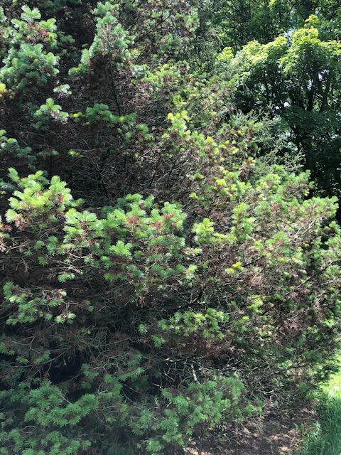 Spruce Tree Browning – PlantDOC