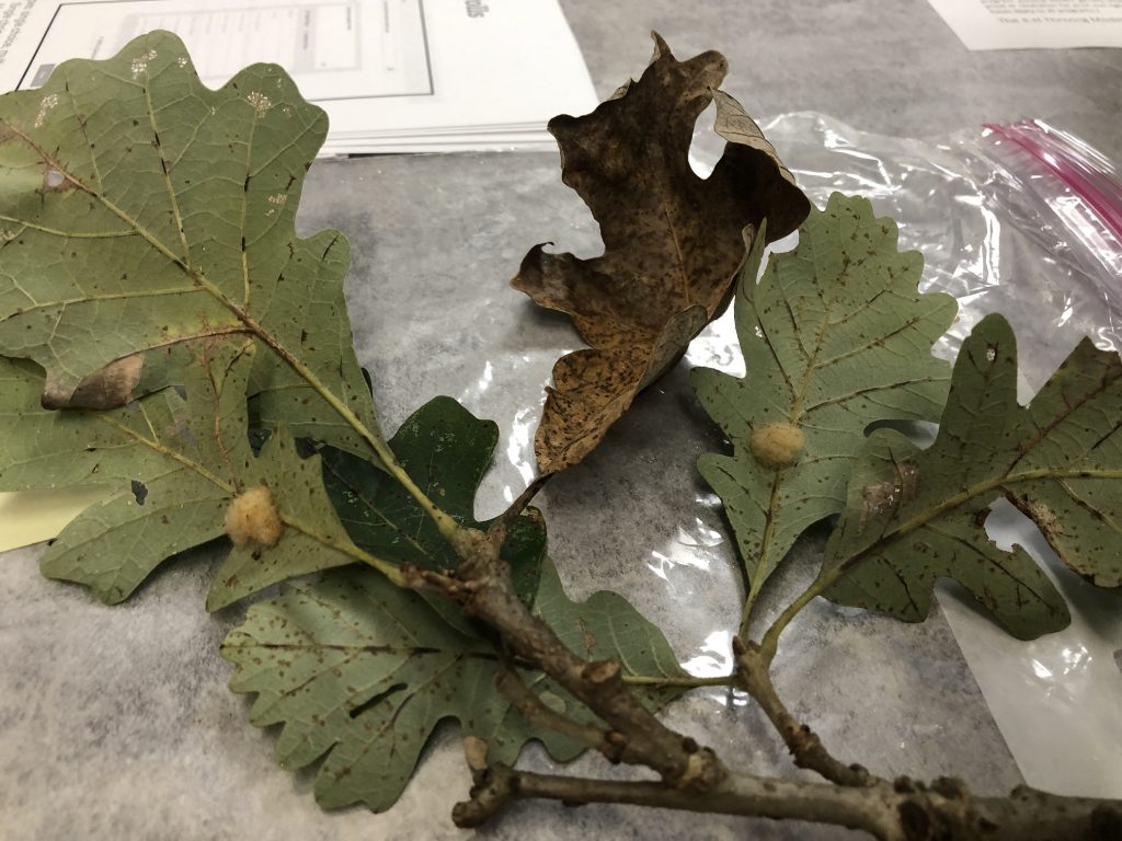 Oak Problem – small black spots on leaves – PlantDOC