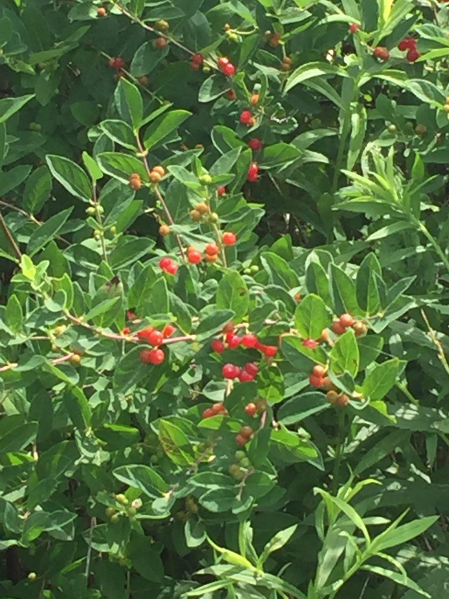 Berries Identification – PlantDOC