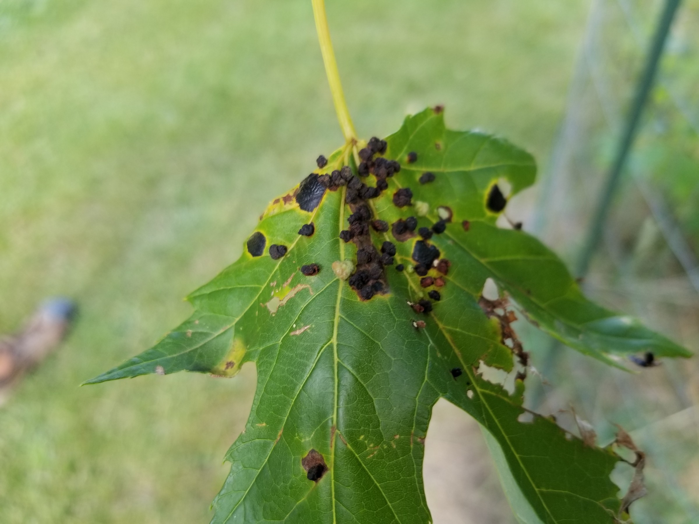 Red Maple And Lilac Tree With Issues PlantDOC