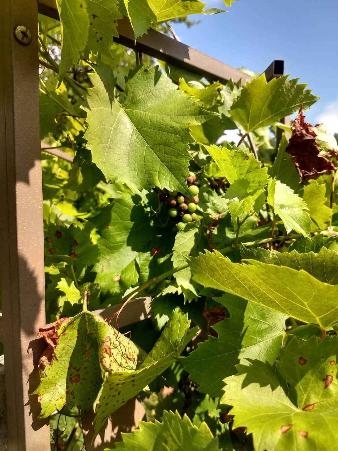 Black Rot on Grapes – PlantDOC